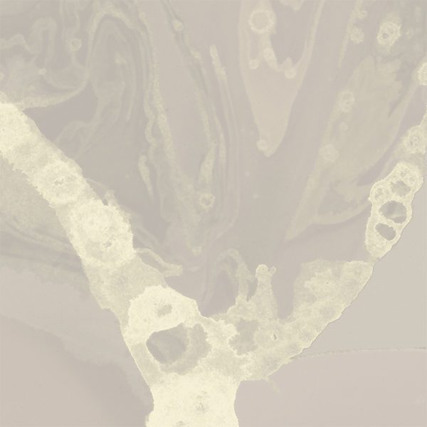 Shift — Calico Wallpaper