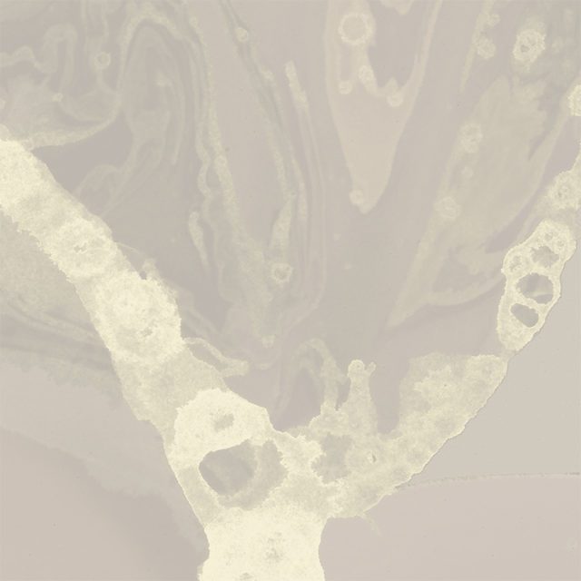 Shift — Calico Wallpaper