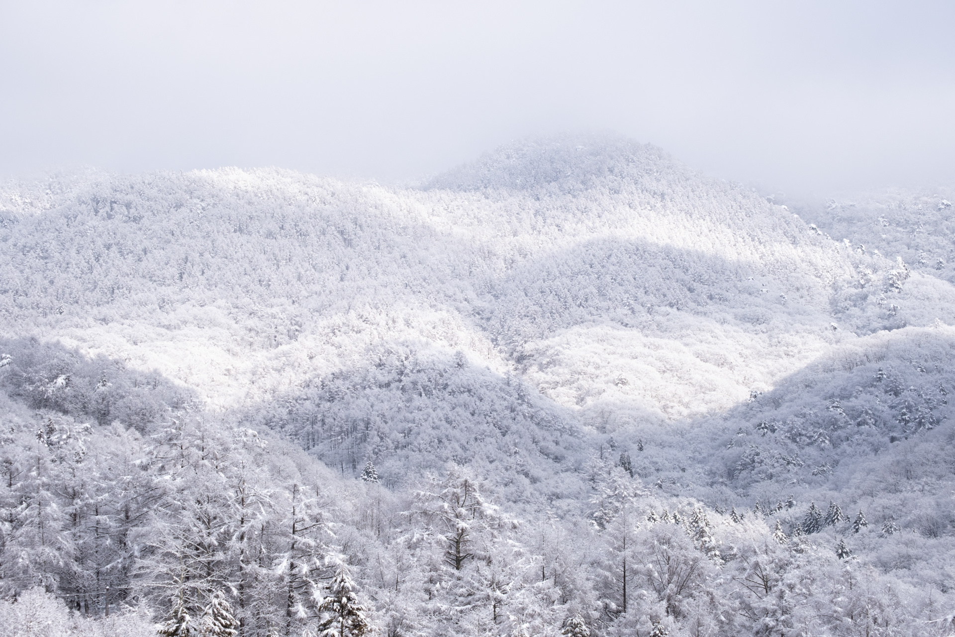 Interior Design: Fall Market Tabloid - Tableau — Calico Wallpaper