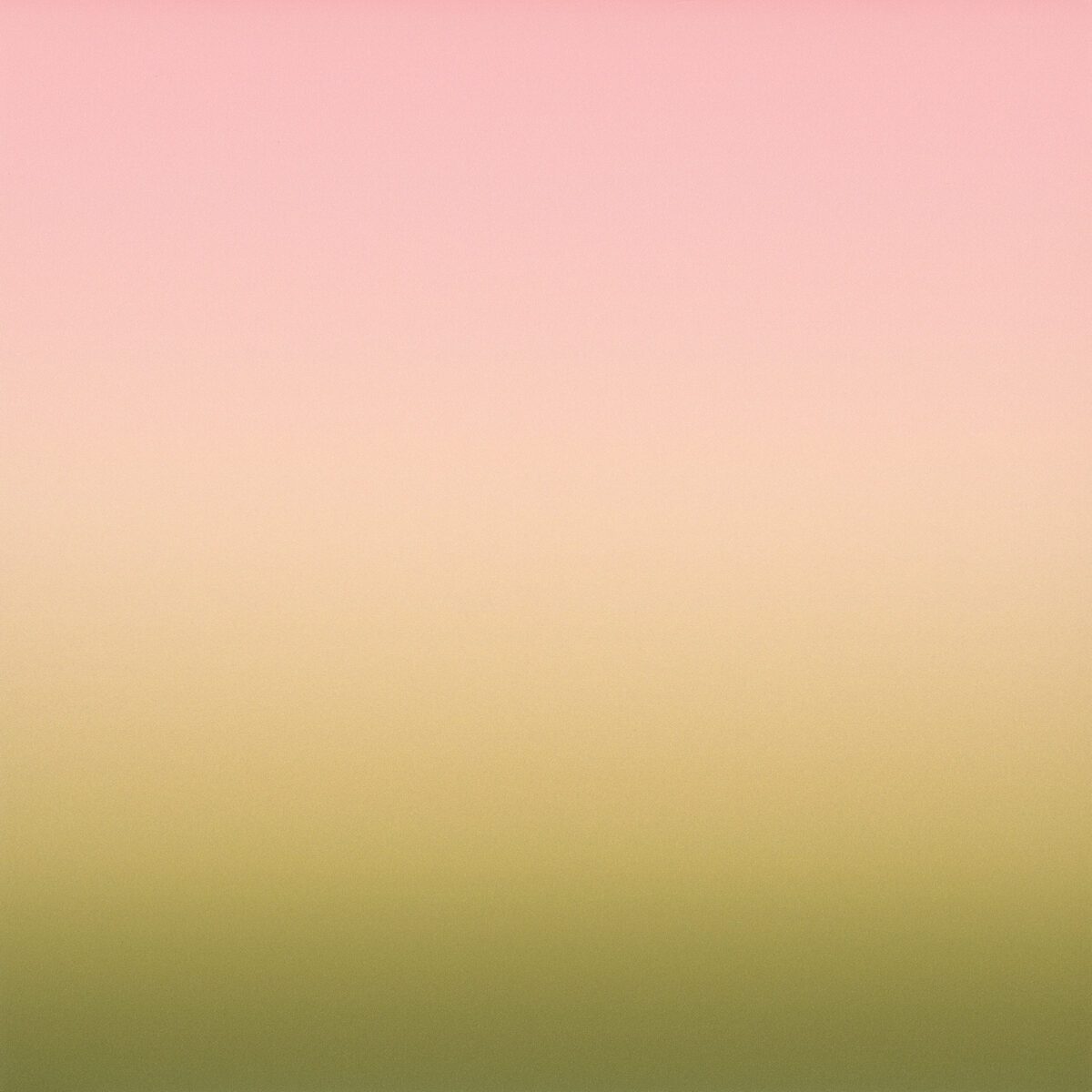 Orchid — Calico Wallpaper