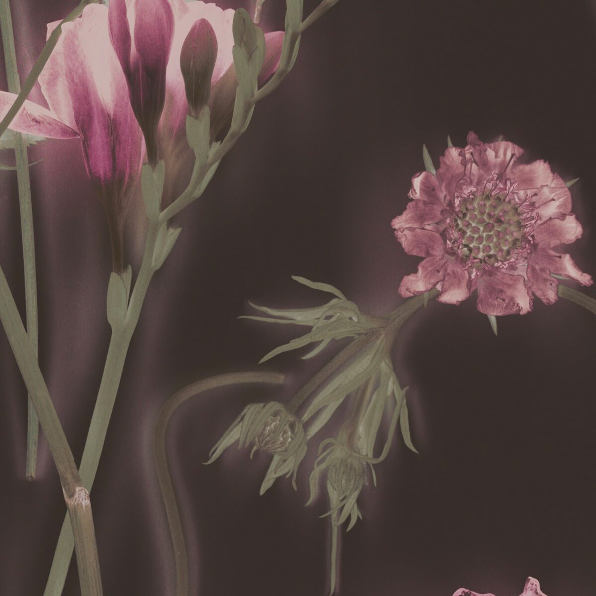 Sunprints — Calico Wallpaper