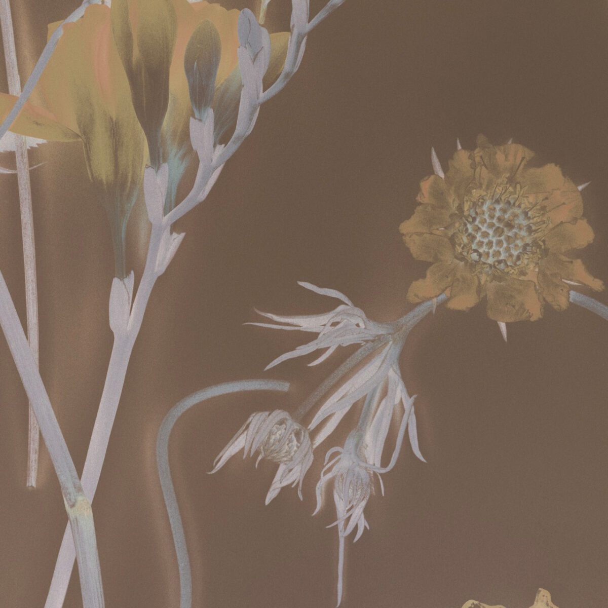 Sunprints — Calico Wallpaper